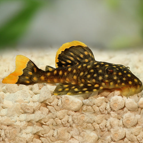 Pleco – Fiora Aquatic