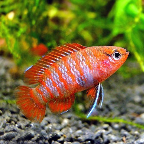 Freshwater Fish – Fiora Aquatic