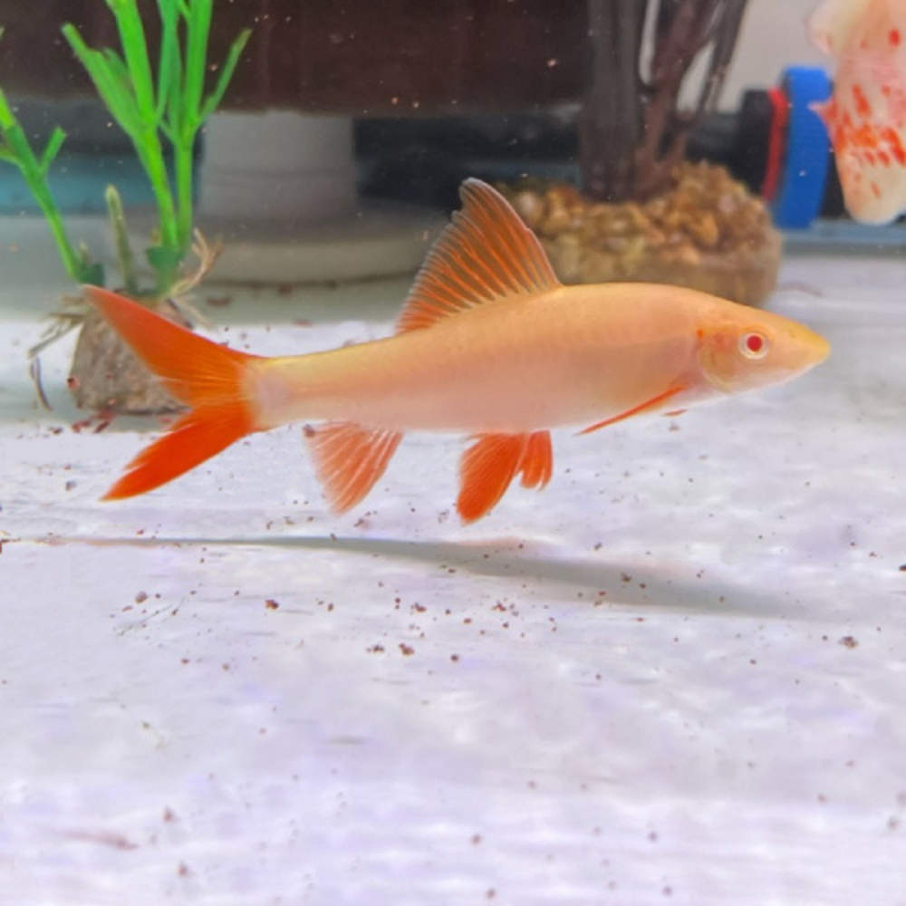 Albino Rainbow Shark - 2" – Fiora Aquatic