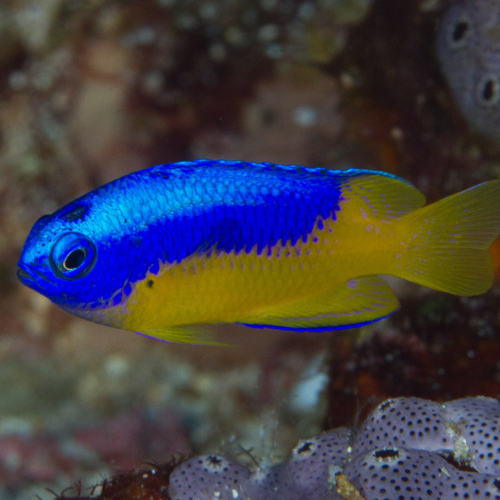 Damsel Goldbelly Metallic Blue - 4cm – Fiora Aquatic