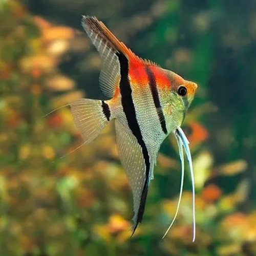 Manacapuru Red Back Angel – Fiora Aquatic